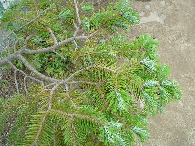 小学校の樹木解説ページ